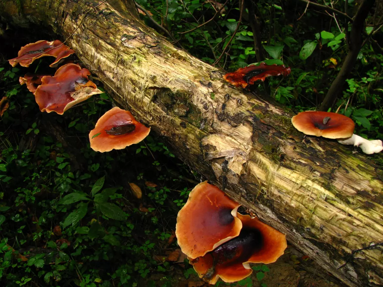 Poliporus sikil ireng (Polyporus sikile ireng, Picipes melanopus): kaya apa, ing endi lan kepiye tuwuh, bisa dipangan utawa ora