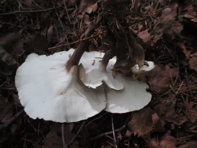 黑腳豬苓（Polyporus black-footed，Picipes melanopus）：它長什麼樣，在哪里以及如何生長，食用與否 1144_1