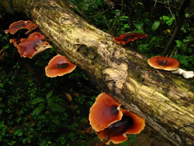 黑腳豬苓（Polyporus black-footed，Picipes melanopus）：它長什麼樣，在哪里以及如何生長，食用與否 1144_2