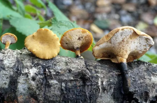 黑腳豬苓（Polyporus black-footed，Picipes melanopus）：它長什麼樣，在哪里以及如何生長，食用與否 1144_3