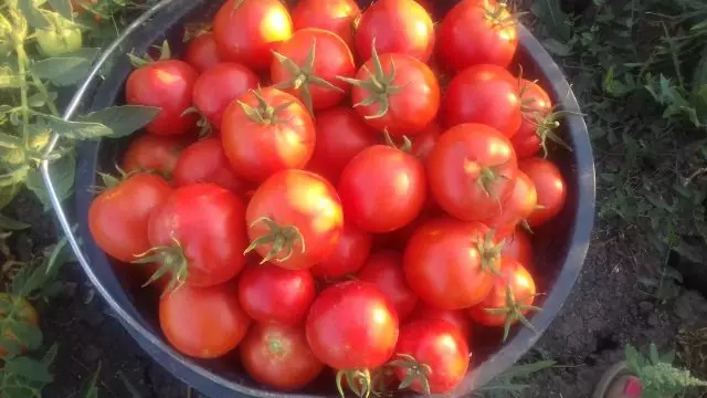 Saco de dinheiro de tomate: características e descrição da variedade, fotos, comentários 11455_2