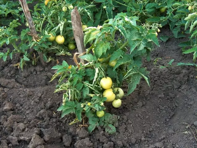 Saco de dinheiro de tomate: características e descrição da variedade, fotos, comentários 11455_3