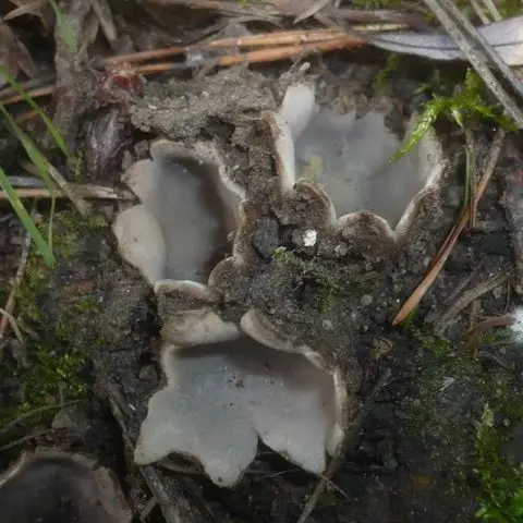 Pine geopora: eetbaarheid, hoe dit lyk, waar dit groei, hoe om dit te onderskei, foto