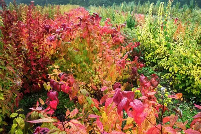 Spirea Macrofilla: foto en beskrywing, plant en versorging, landskapontwerp 11470_1