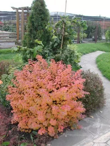 Spirea Macrofilla: foto e descrizione, piantumazione e cura, progettazione del paesaggio 11470_2