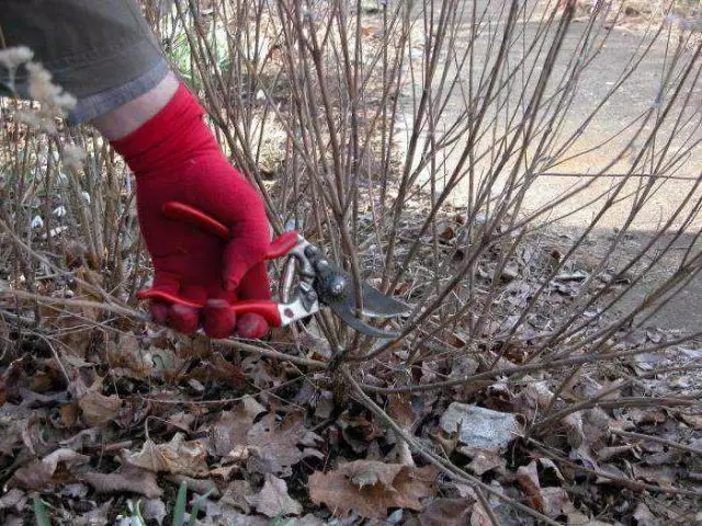 Spirea Macrofilla: լուսանկար և նկարագրություն, տնկում և խնամք, լանդշաֆտի ձևավորում 11470_5