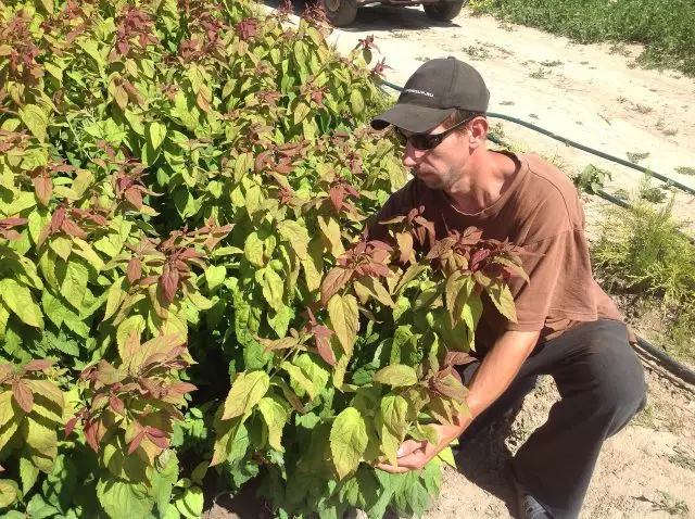 Spirea Macrofilla: акс ва тавсиф, ниҳолшинонӣ ва нигоҳубин, тарроҳии ландшафт 11470_6