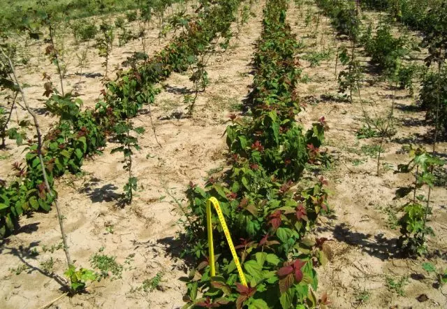 Spirea Macrofilla: foto e descrizione, piantumazione e cura, progettazione del paesaggio 11470_8