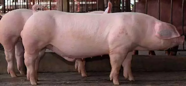 Ce rasă de porci să crească 11480_1