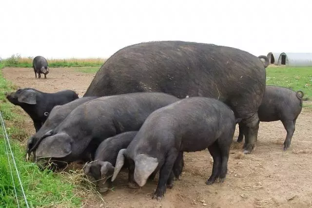 Ce rasă de porci să crească 11480_10