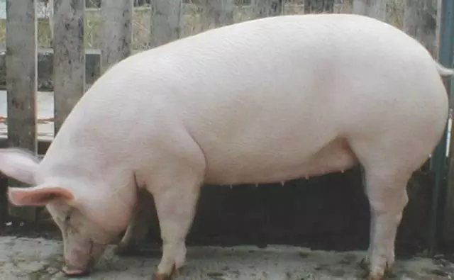 Ce rasă de porci să crească 11480_11