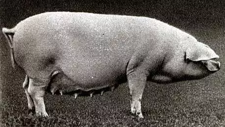 Ce rasă de porci să crească 11480_2