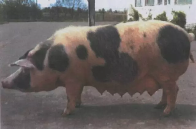 Ce rasă de porci să crească 11480_3