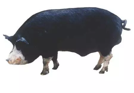 Ce rasă de porci să crească 11480_5