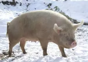 Ce rasă de porci să crească 11480_6