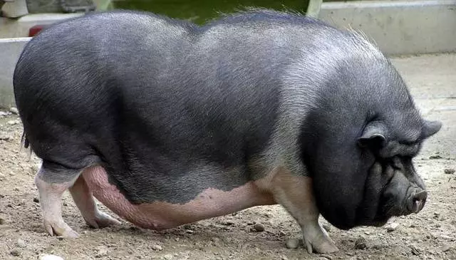 Ce rasă de porci să crească 11480_8