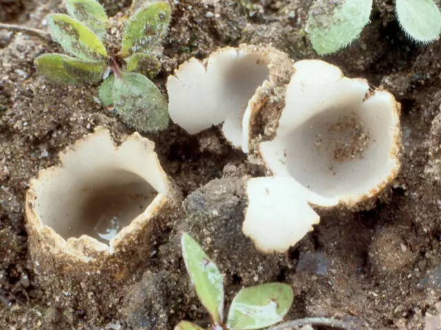 Sandy geopore: edibility, what it looks like, where it grows, how to distinguish it, photo