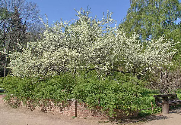 Plum Nadezhda Primorye: deskrizzjoni tal-varjetà, deskrizzjoni, ritratti, reviżjonijiet. 11508_2