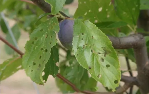 Plum Nadezhda Primorye: deskrizzjoni tal-varjetà, deskrizzjoni, ritratti, reviżjonijiet. 11508_5