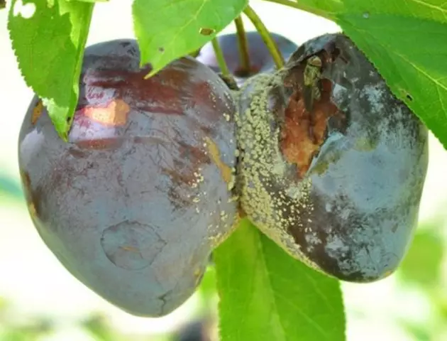 Plum Bogatyrskaya: lajikekuvaus, valokuvat, arvostelut 11509_5