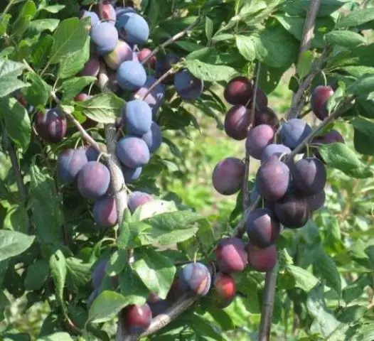 பிளம் போகடிர்ஸ்காயா: பல்வேறு விளக்கம், புகைப்படங்கள், விமர்சனங்கள் 11509_7