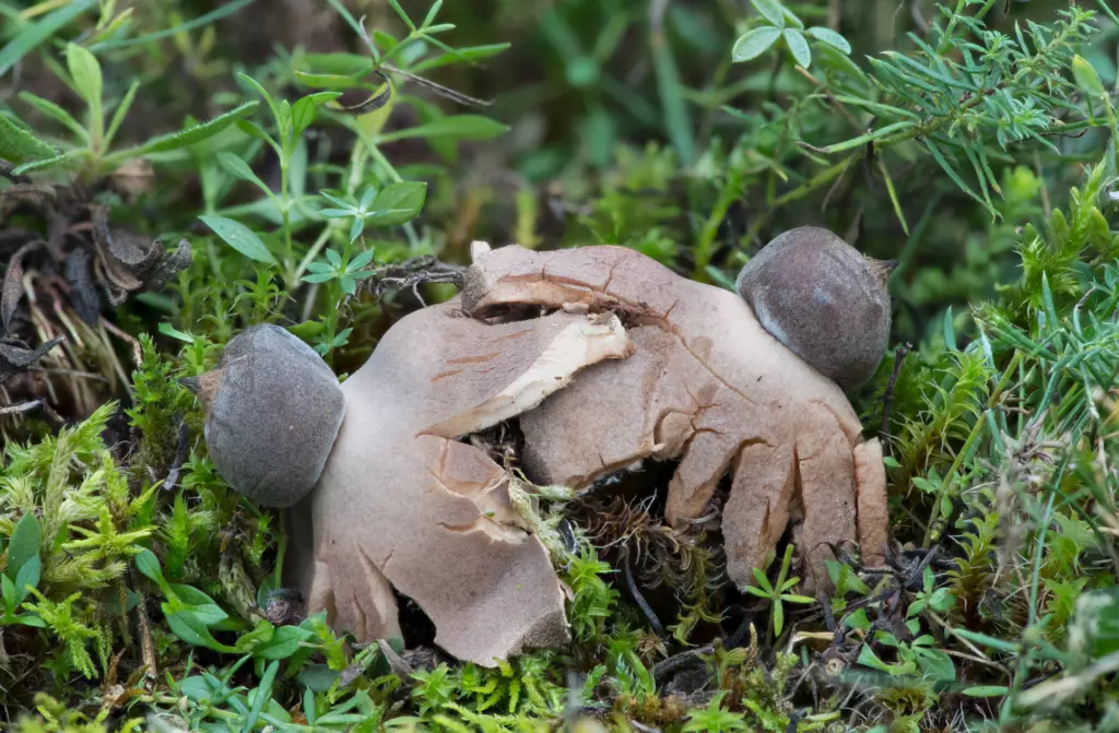 Starfish Schmidel (Geastrum schmidelii): kaya apa, ing endi lan kepiye tuwuh, bisa dipangan utawa ora