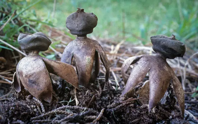 Schmidels søstjerne (Geastrum schmidelii): hvordan det ser ud, hvor og hvordan det vokser, spiseligt eller ej 1150_2