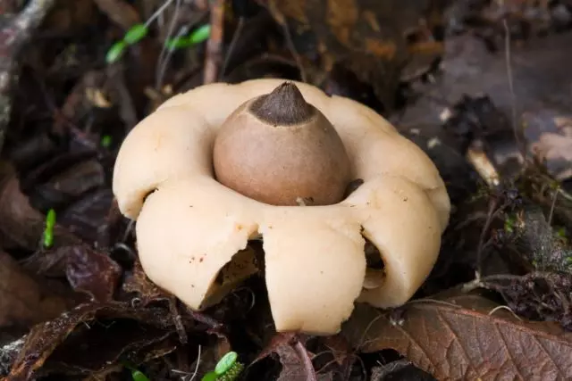 Schmidel's starfish (Geastrum schmidelii): inotaridzika sei, kupi uye kuti inokura sei, inodyiwa kana kwete 1150_3