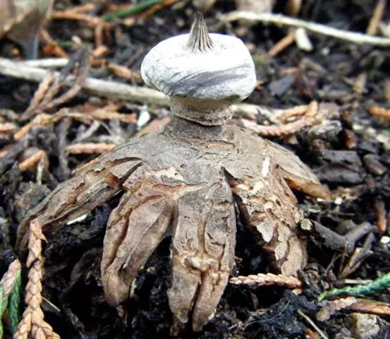 Schmidels søstjerne (Geastrum schmidelii): hvordan det ser ud, hvor og hvordan det vokser, spiseligt eller ej 1150_4