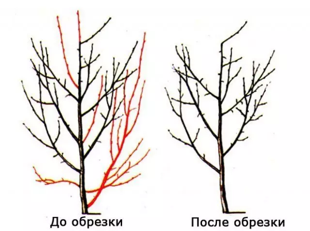 Plum Gigantic: barietate deskribapena, argazkiak, iritziak 11510_11