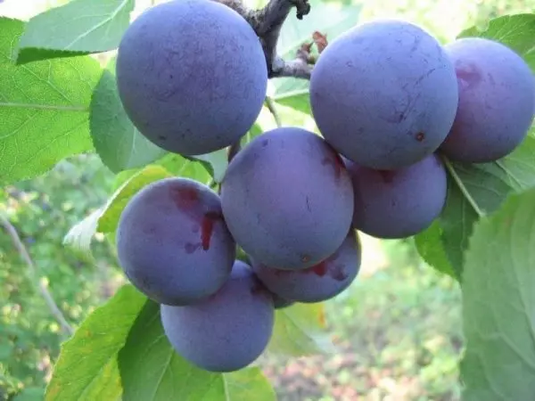 Plum Egg Blue: macem-macem katrangan, foto, ulasan 11511_1