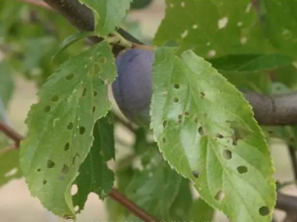 Plum Egg Blue: περιγραφή ποικιλίας, φωτογραφίες, κριτικές 11511_5