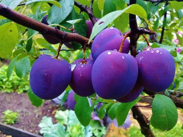 Plum Angelina: အမျိုးမျိုးဖော်ပြချက်, ဓာတ်ပုံများ, ပြန်လည်သုံးသပ်ခြင်း 11513_9