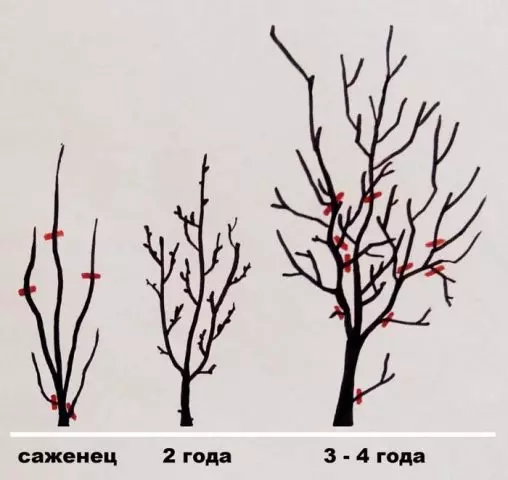 Podar ameixas na primavera e no verán para principiantes: formación, diagrama, vídeo 11520_3