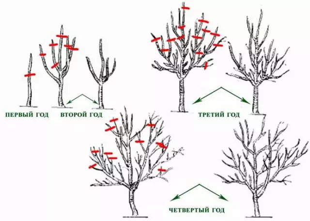 Podar ameixas na primavera e no verán para principiantes: formación, diagrama, vídeo 11520_6