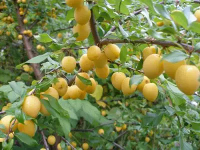 Plum Ural အနီရောင်၊ ရွှေ၊ အဝါရောင်၊ မျိုးကွဲများ၊ ဓာတ်ပုံများ၊ ပြန်လည်သုံးသပ်ခြင်းဖော်ပြချက် 11528_2