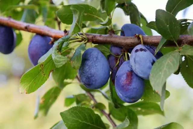 Plum Ural ສີແດງ, ສີທອງ, ສີເຫຼືອງ: ລາຍລະອຽດຂອງແນວພັນ, ຮູບພາບ, ການທົບທວນຄືນ 11528_5