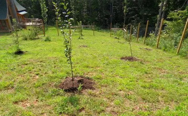 Plum Ural ສີແດງ, ສີທອງ, ສີເຫຼືອງ: ລາຍລະອຽດຂອງແນວພັນ, ຮູບພາບ, ການທົບທວນຄືນ 11528_6