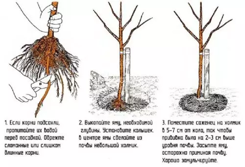 Plum Harmony: opis sorte, fotografije, ocene, opraševalci 11529_5