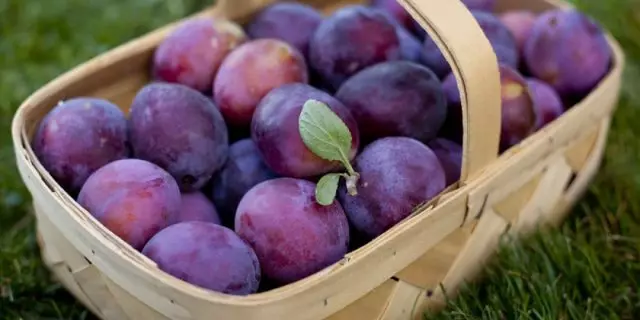 Plum Anna Shpet: descrizione della varietà, foto, recensioni 11533_1