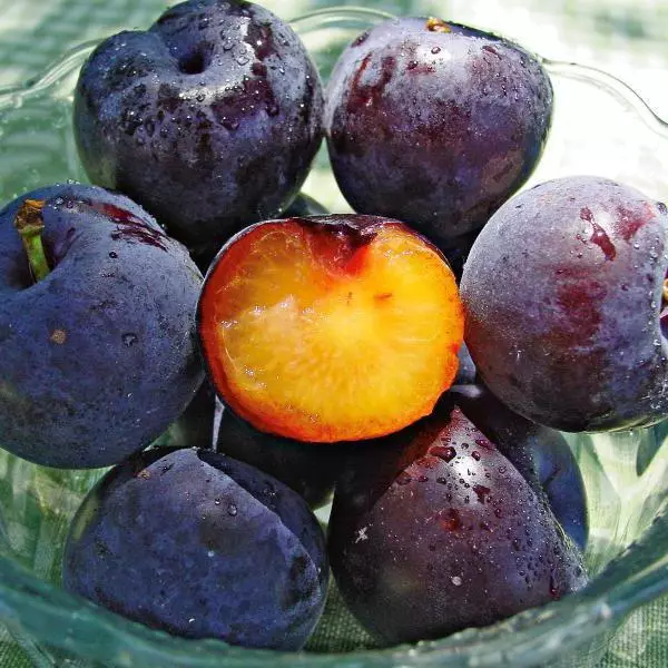 Plum Anna Shpet: descrizione della varietà, foto, recensioni 11533_2