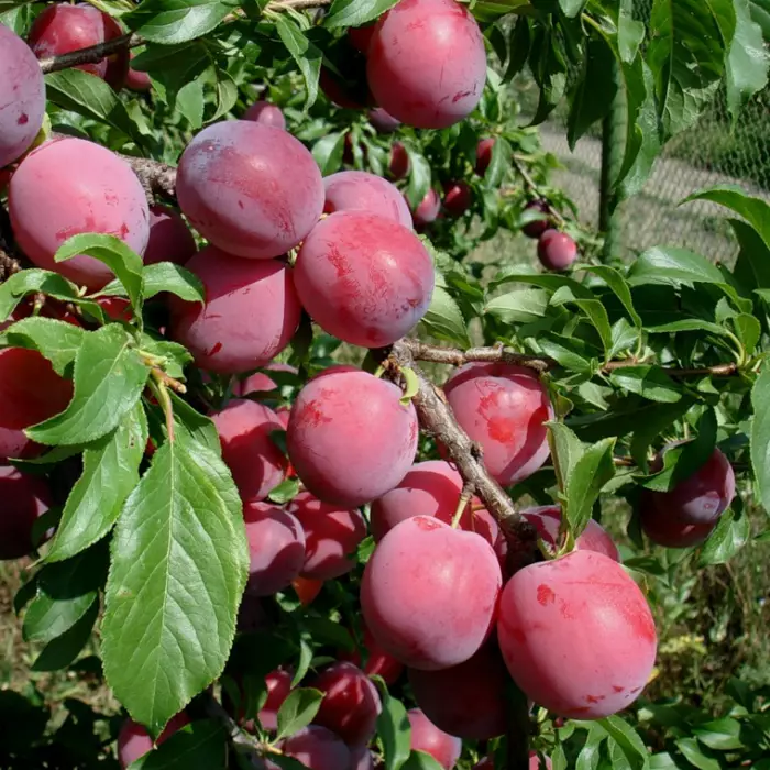 Plum Anna Shpet: περιγραφή ποικιλίας, φωτογραφίες, κριτικές 11533_20