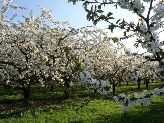 Plum Anna Shpet: deskrizzjoni tal-varjetà, ritratti, reviżjonijiet 11533_3