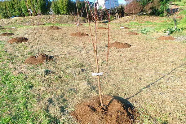 Plum Anna Shpet: descrição da variedade, fotos, comentários 11533_8