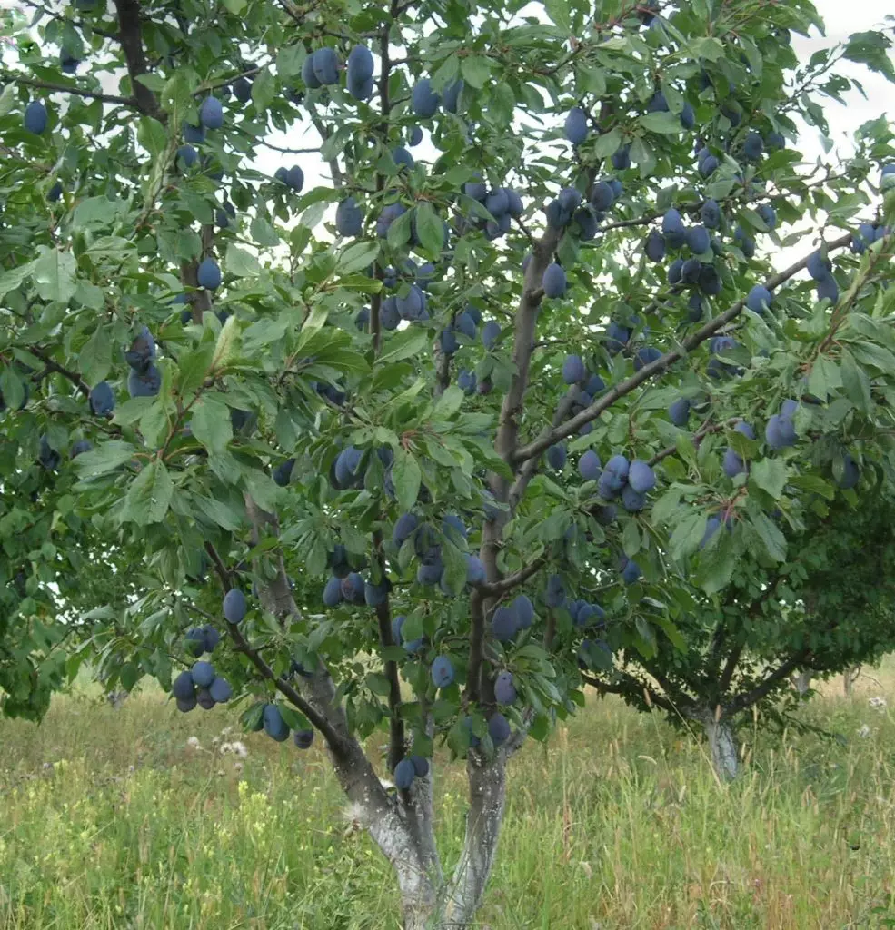 Plum Anna Shpet: mafotokozedwe osiyanasiyana, zithunzi, ndemanga 11533_9