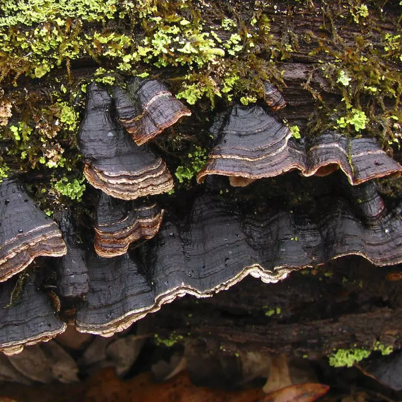 Hymenochete merah-cokelat (oak, red-rusty, Hymenochaete rubiginosa): bagaimana tampilannya, di mana dan bagaimana ia tumbuh, dapat dimakan atau tidak