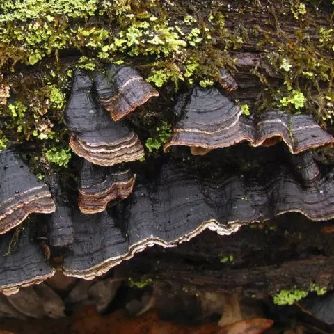 Hymenochete rojo-marrón (roble, rojo-oxidado, Hymenochaete rubiginosa): cómo se ve, dónde y cómo crece, comestible o no 1154_1