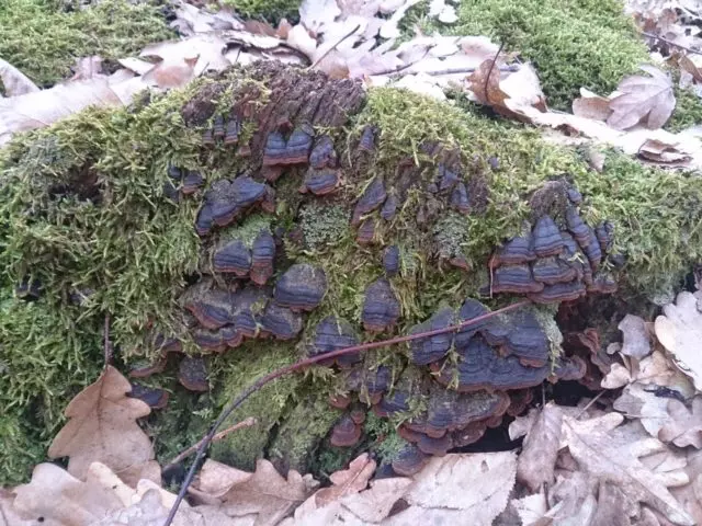 Hymenochete rojo-marrón (roble, rojo-oxidado, Hymenochaete rubiginosa): cómo se ve, dónde y cómo crece, comestible o no 1154_2