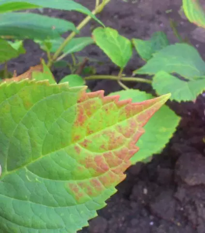 Hydrangea Royal Red: disgrifiad, plannu a gofal, tocio, atgenhedlu, caledwch gaeaf, llun 11575_12