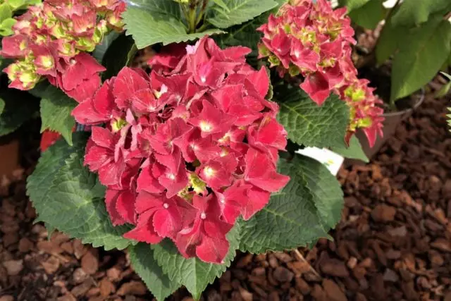 Hydrangea Royal Red: tlhaloso, ho lema le ho hlokomela, ho faola limela, ho ikatisa, ho thatafala ha mariha, foto 11575_14